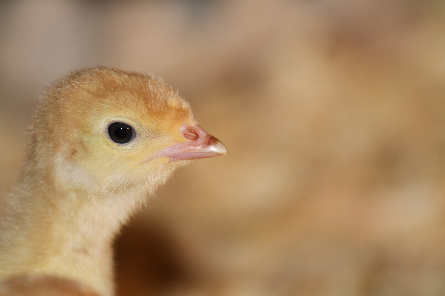 Neues Brutsystem für Puteneier - DGS MAGAZIN