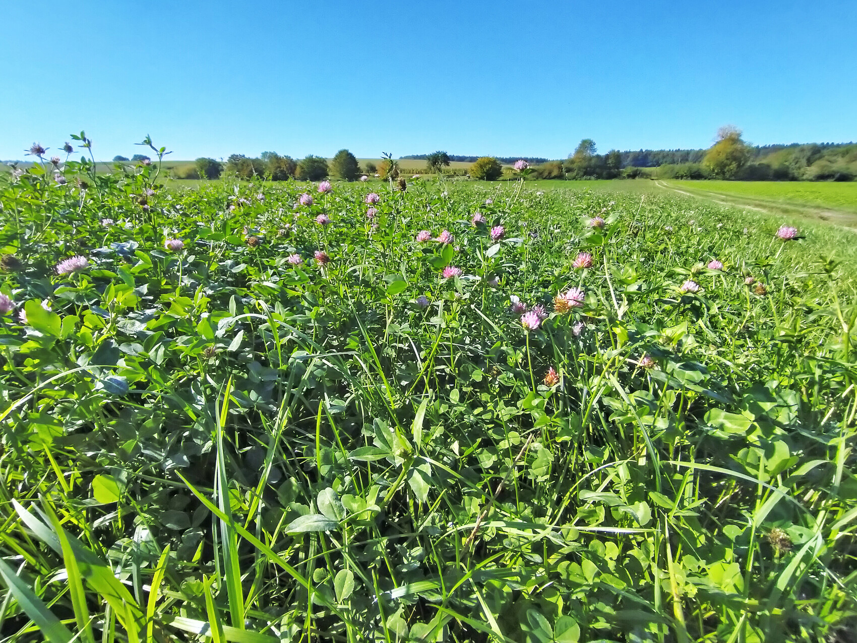 Neue BZL-Broschüre: Anbau und Verwertung kleinkörniger Leguminosen ...