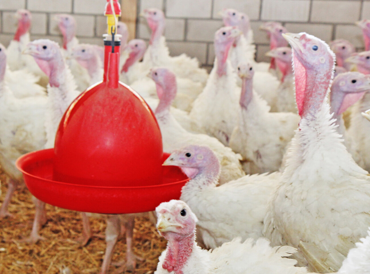 Aviäre Influenza (AI)-Monitoring bei Puten - DGS MAGAZIN